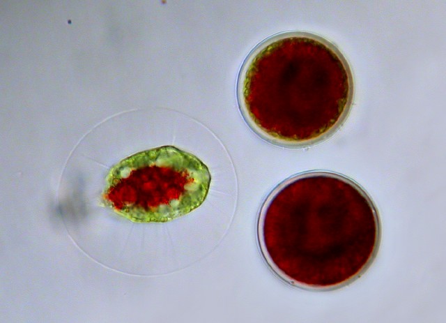 Limnic and other micro-organisms from Germany: Haematococcus pluvialis, Chlorophyta